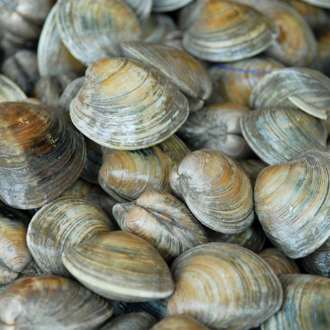Middle Neck Clams 100 ct bag – Get Shuckin' Seafood Delivery
